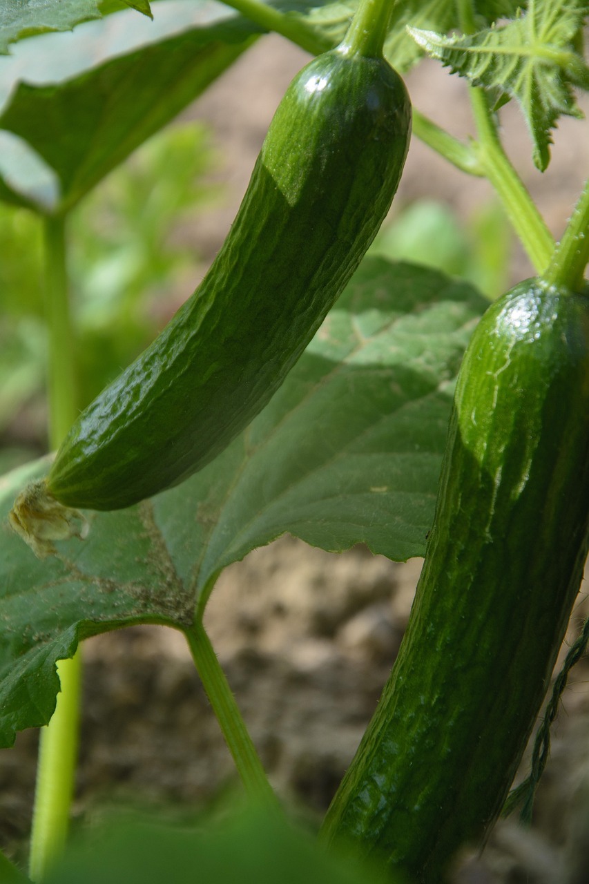 Pepino Pepinos Verduras - Foto gratis en Pixabay - Pixabay
