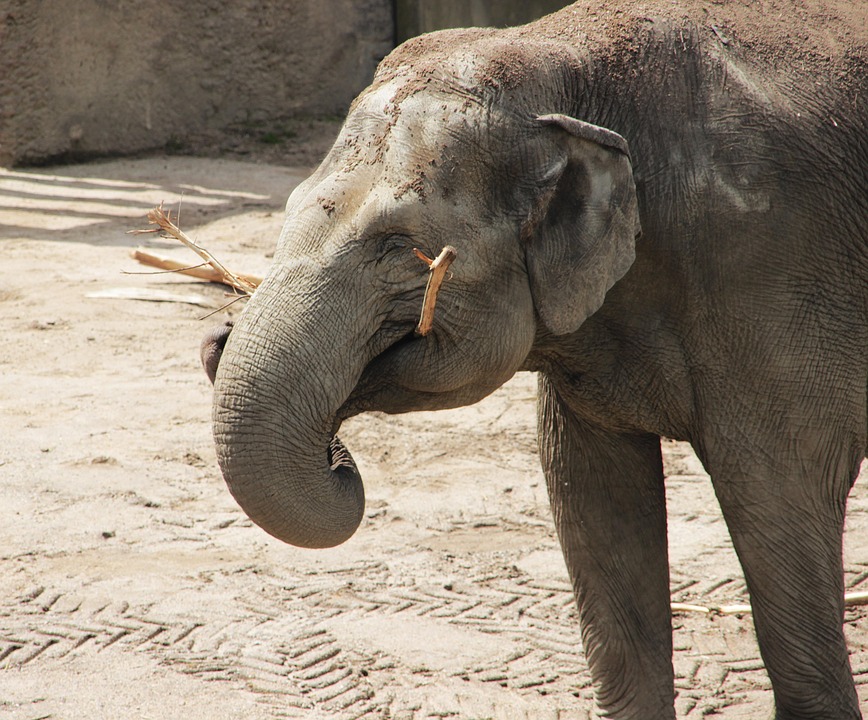 L'Éléphant Content Éléphant De - Photo gratuite sur Pixabay