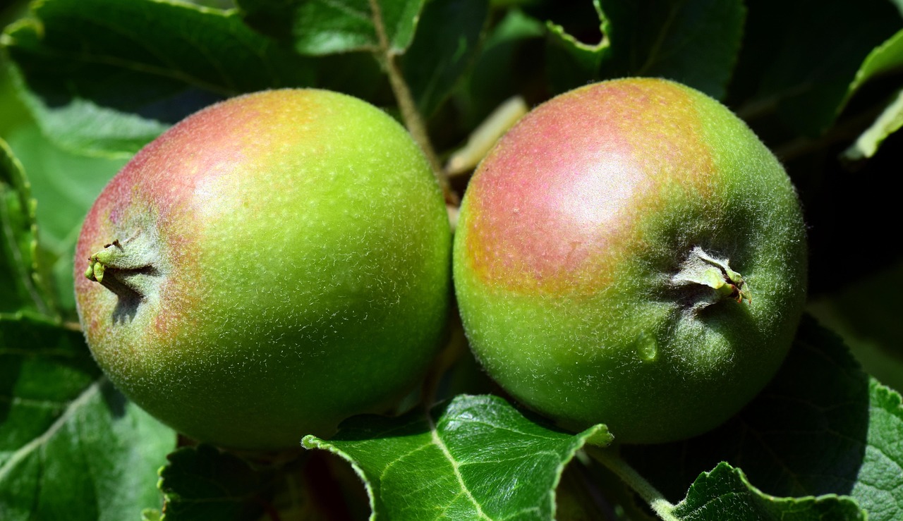 Manzanas Verde Fruta Árbol De - Foto gratis en Pixabay - Pixabay