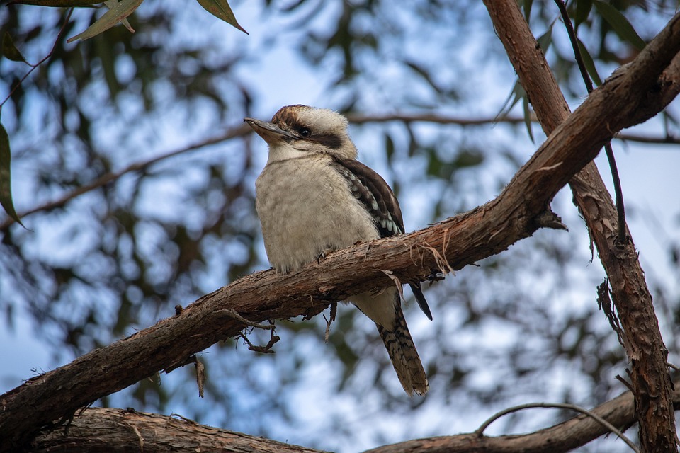 Kookaburra Árbol Pájaro - Foto gratis en Pixabay