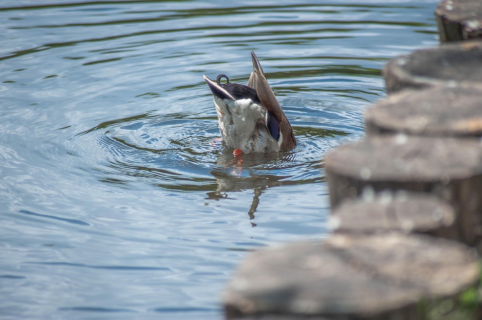 Water Bird Drake Dive Upside - Free photo on Pixabay - Pixabay