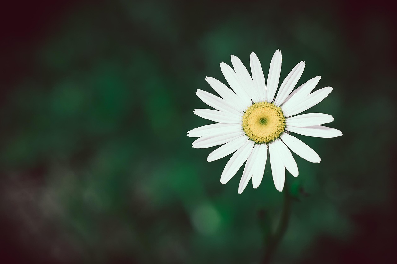 Marguerite Fleur Blanche - Photo gratuite sur Pixabay - Pixabay