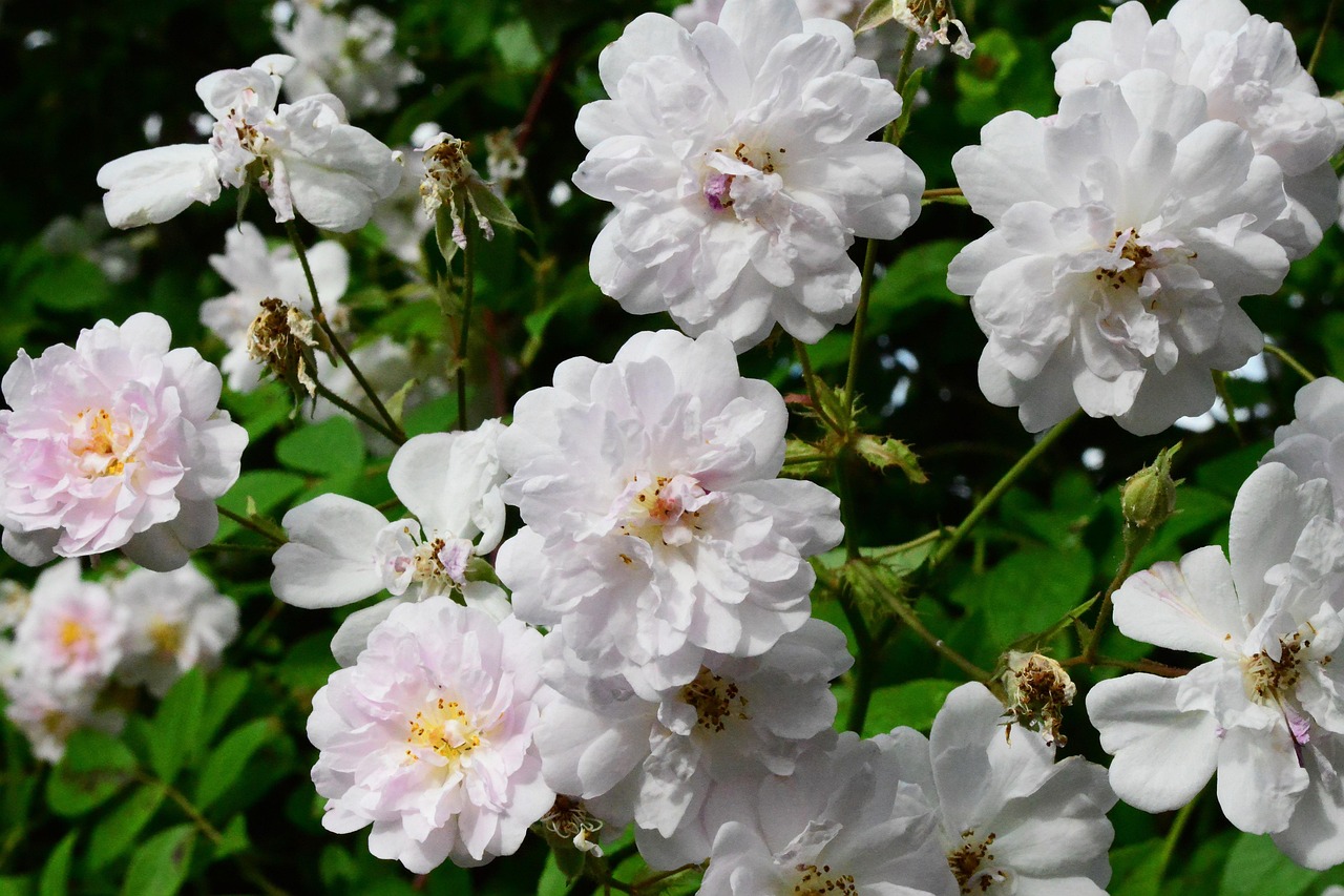 Rosa Rambler Flor - Foto gratis en Pixabay - Pixabay