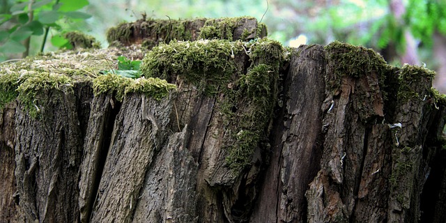 Stamm Alter Baum Fauler - Kostenloses Foto auf Pixabay - Pixabay