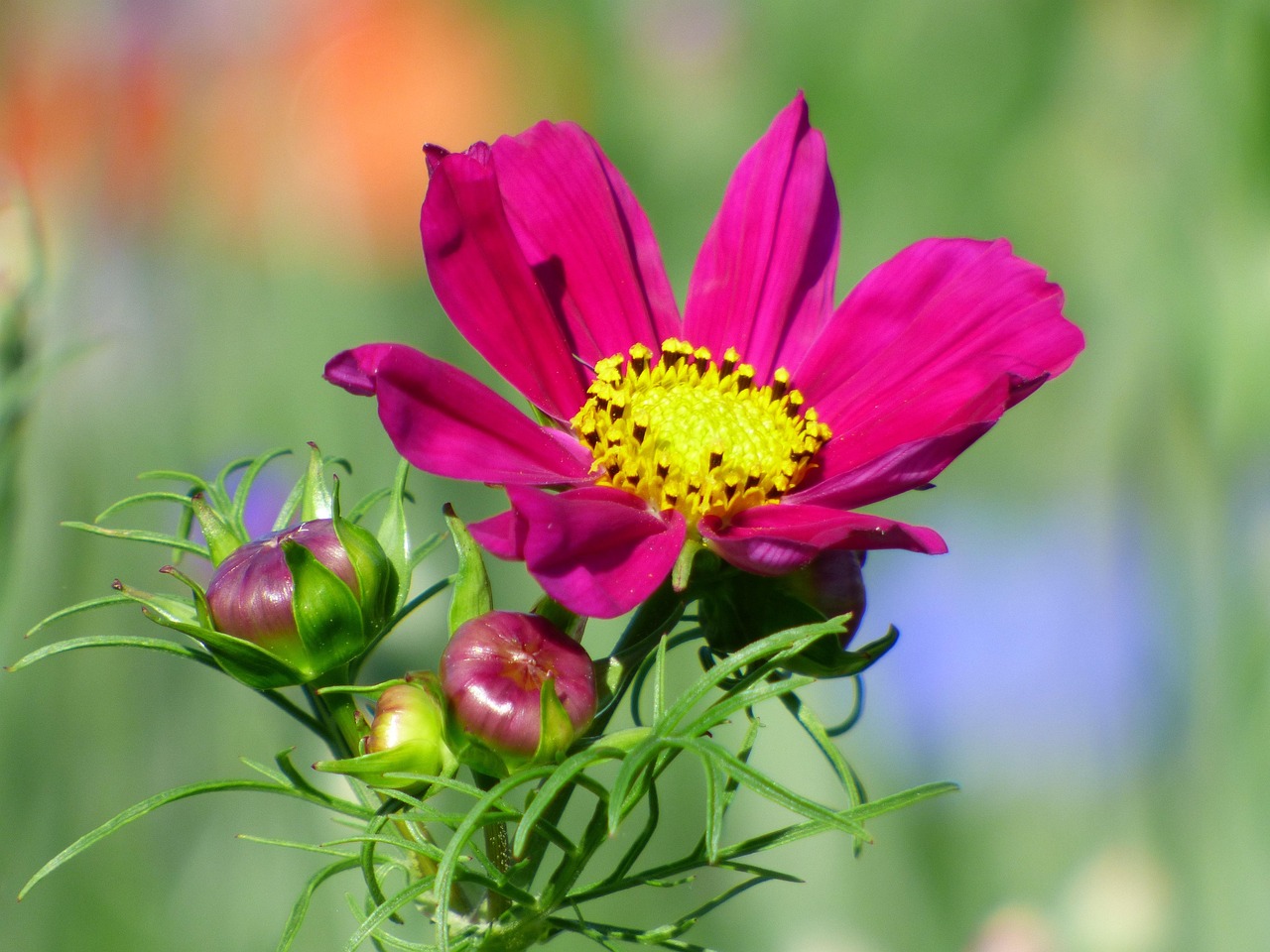 Bunga Taman Alam Kebun - Foto gratis di Pixabay - Pixabay