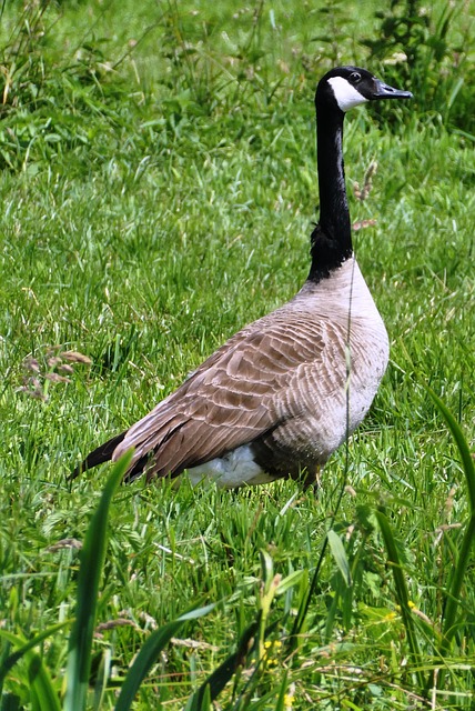 Canadian Goose Pasture - Free photo on Pixabay - Pixabay