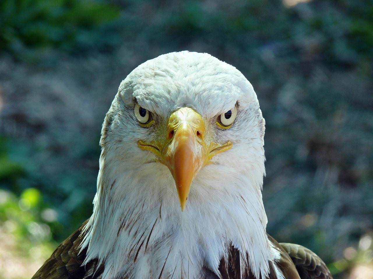 Aquila Aves Natureza - Foto gratuita no Pixabay - Pixabay