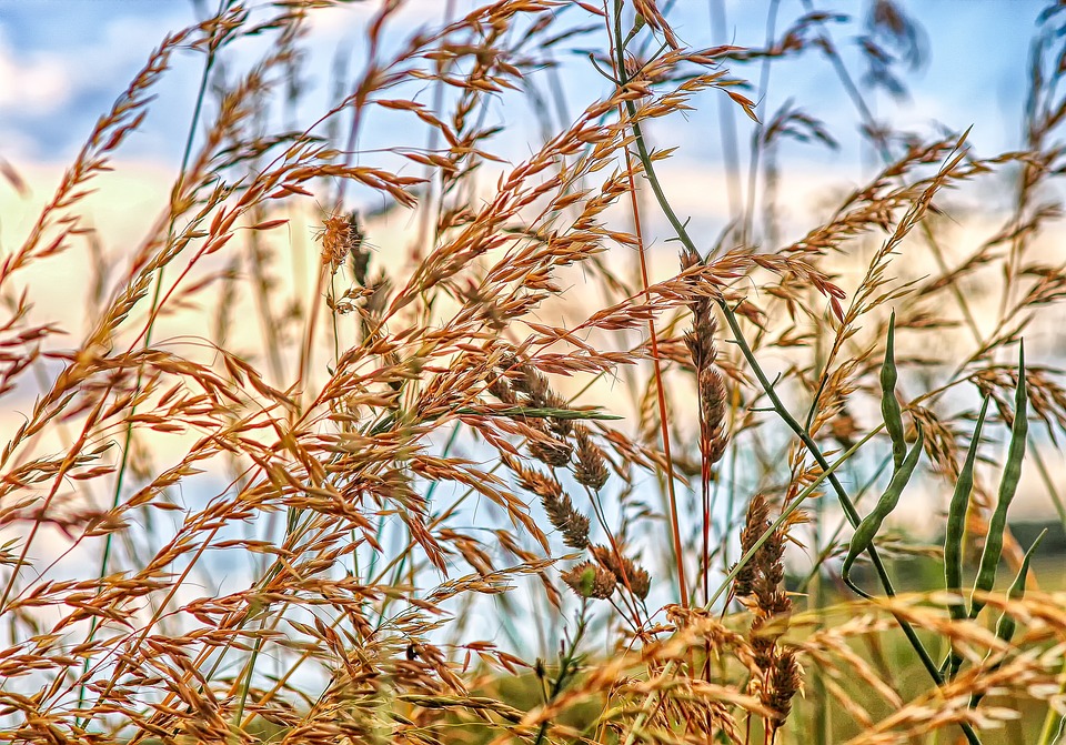Nature Landscape Grass - Free photo on Pixabay