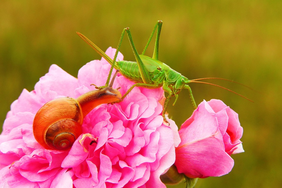 Gafanhoto Inseto Moluscos - Foto gratuita no Pixabay - Pixabay