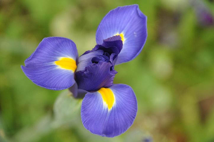 100+ Free 센스 & Homeopathy Photos - Pixabay