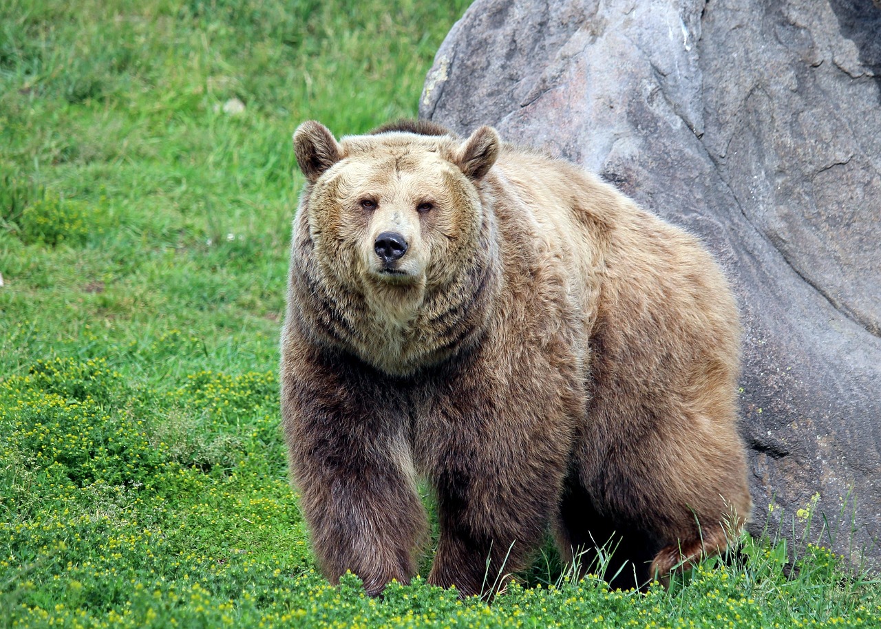 5 000 Free Grizzly Bear Bear Photos Pixabay 5 000 Free Grizzly Bear Bear Photos Pixabay