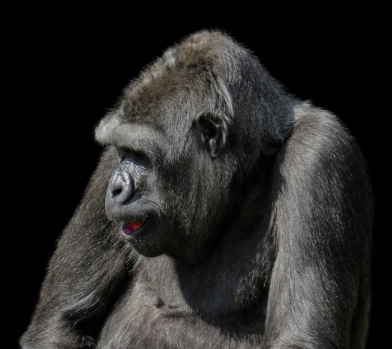 Animals Ape Gorilla - Free photo on Pixabay - Pixabay