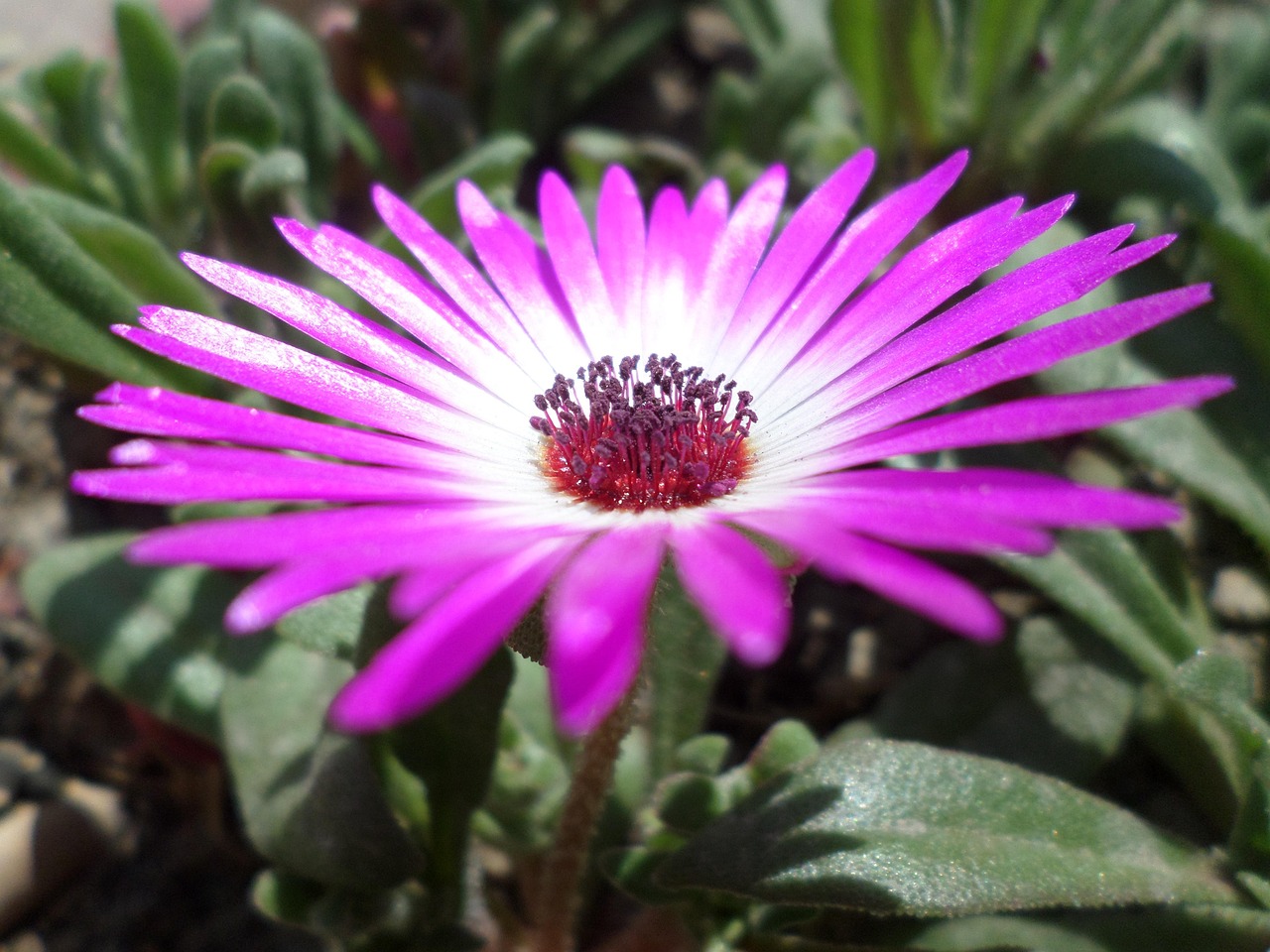 Flower Beauty Nature - Free photo on Pixabay