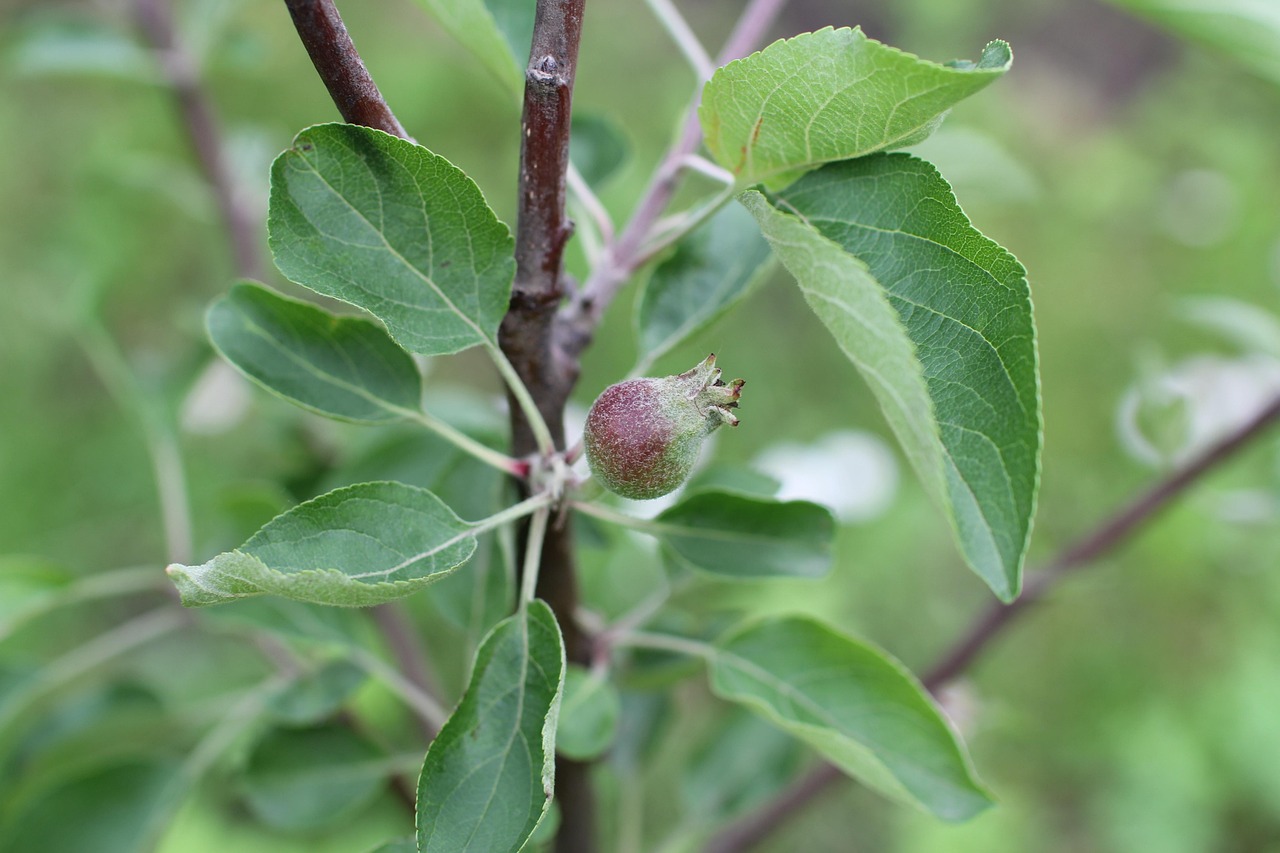 Apfel Apfelbaum Obst - Kostenloses Foto auf Pixabay - Pixabay