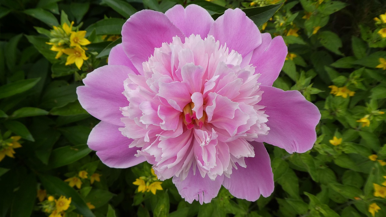 Peônia Flor De Rosa Primavera - Foto gratuita no Pixabay - Pixabay