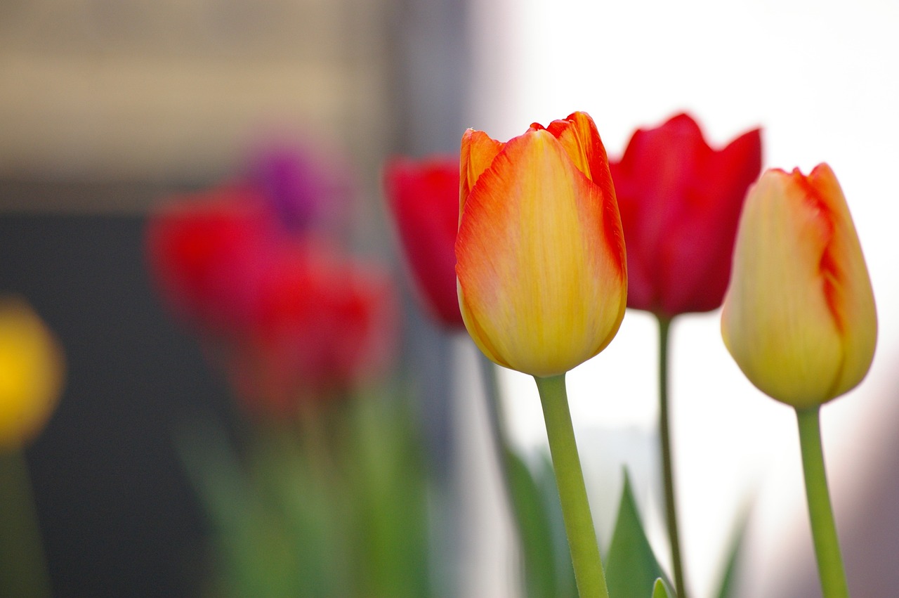 Tulip Amarillo Rojo - Foto gratis en Pixabay - Pixabay