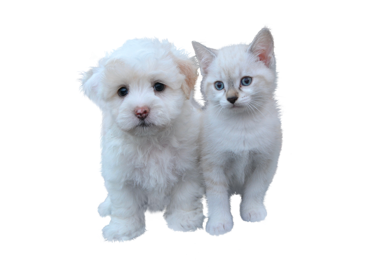 1 beautiful photo results - Pixabay