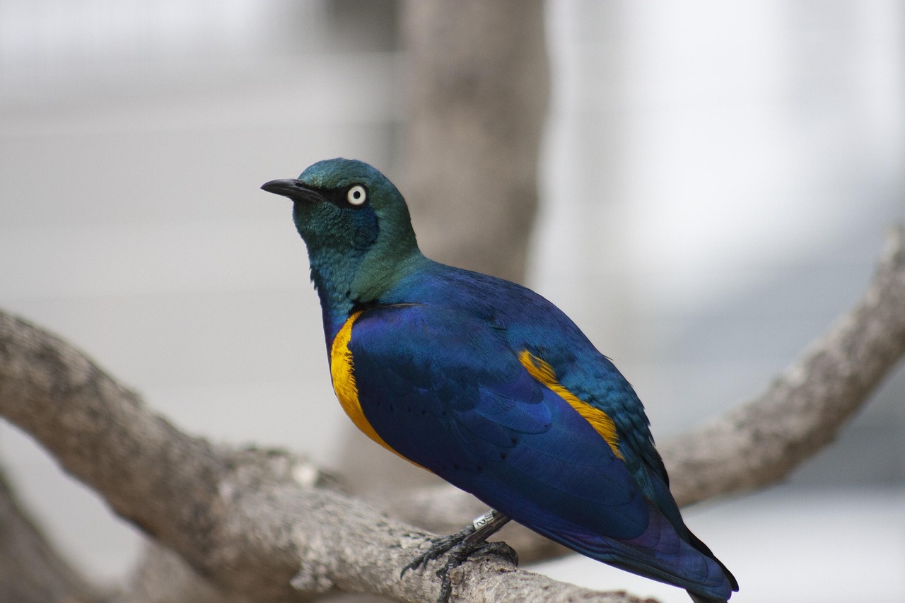 Bird Blue Animal - Free photo on Pixabay - Pixabay