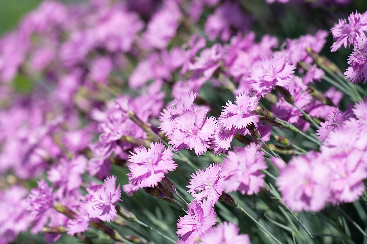 Cloves Small Pink - Free photo on Pixabay