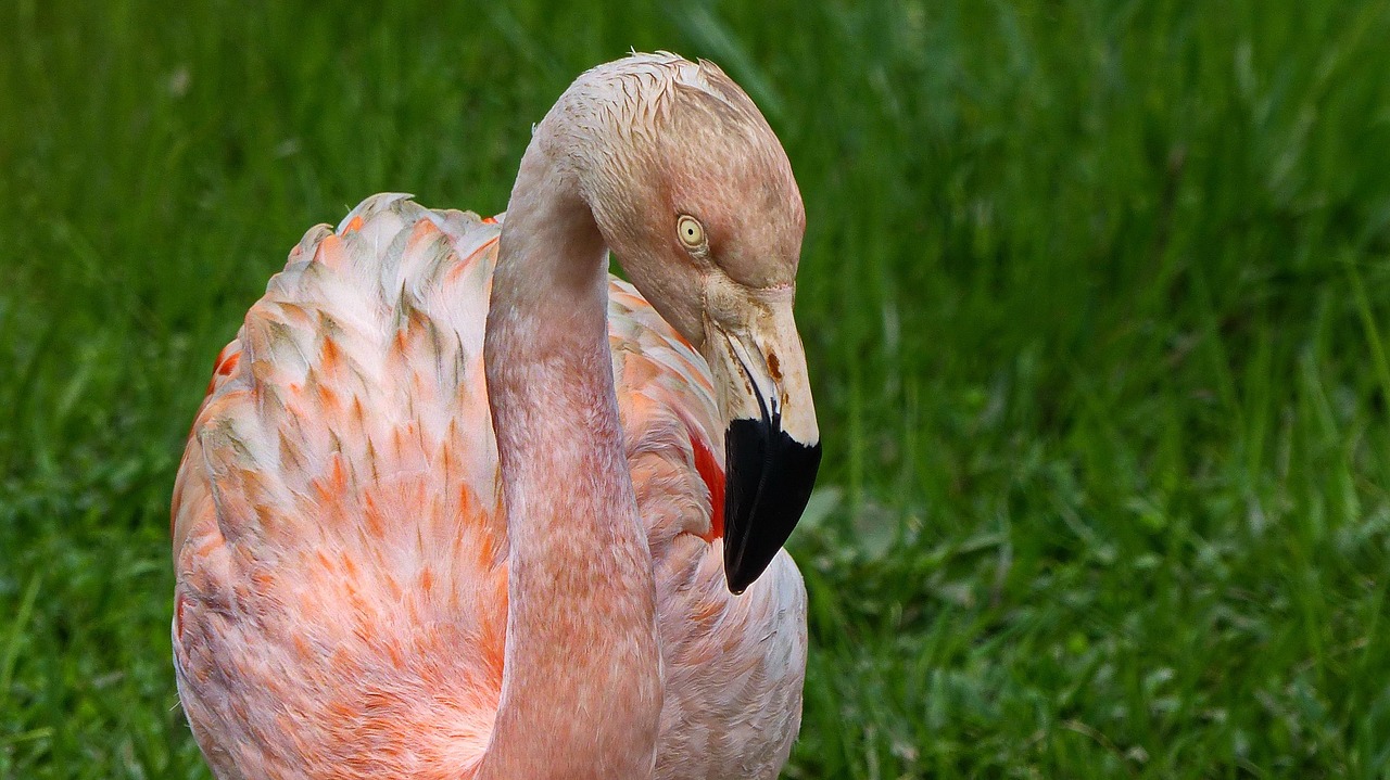 Flamingo Cor De Rosa Natureza - Foto gratuita no Pixabay - Pixabay