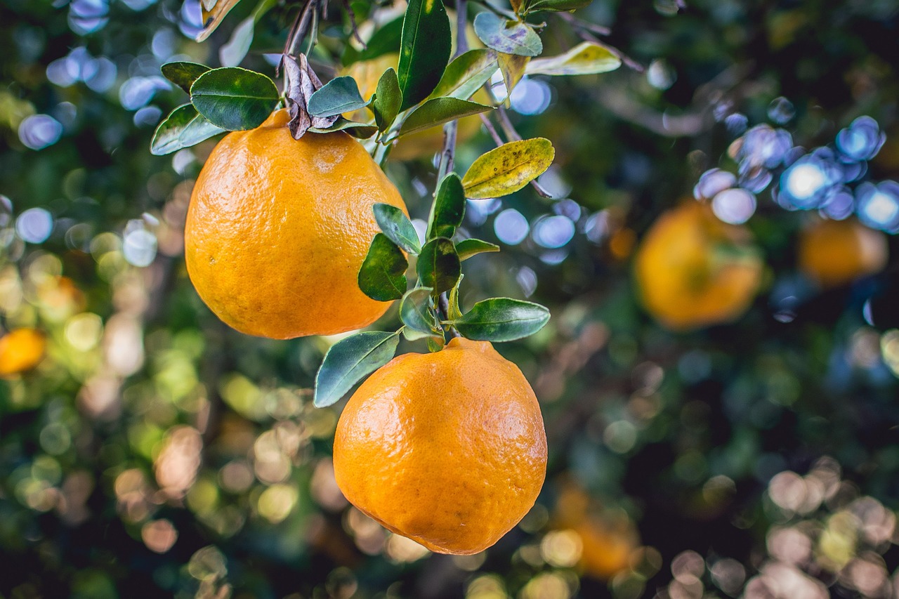 Mixirica Tangerine Thick - Free photo on Pixabay