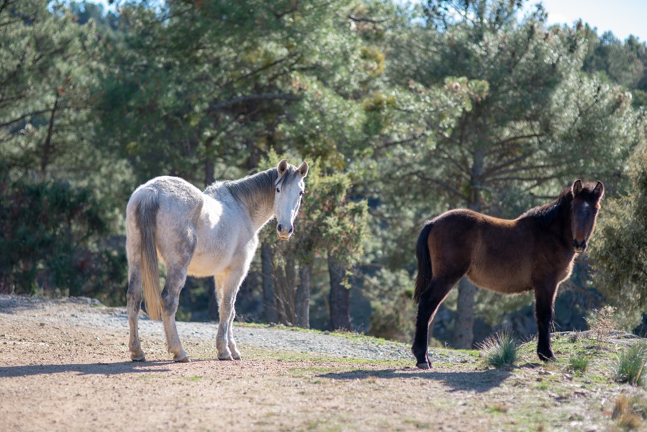 Más de 20 000 imágenes gratis de Frankel Horse y Naturaleza - Pixabay
