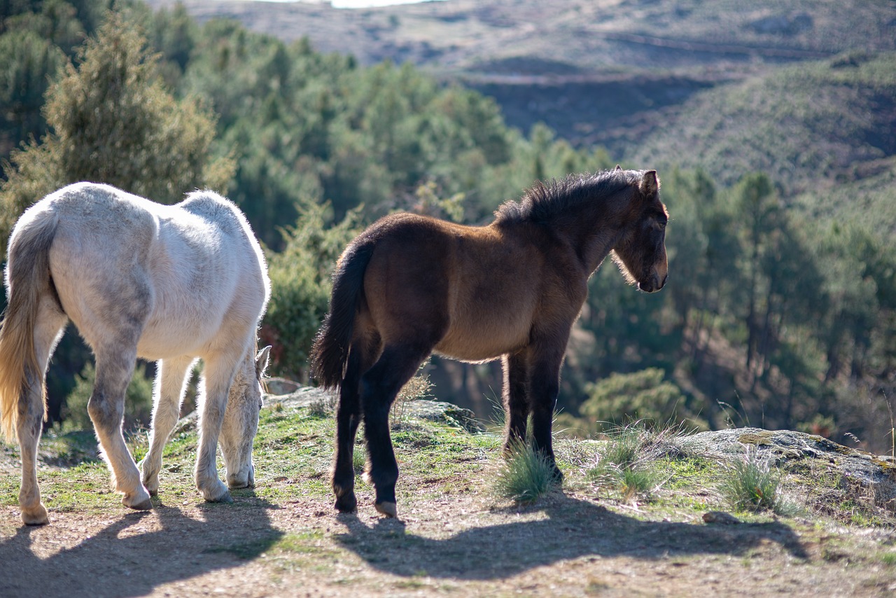 Caballo Horse Animal - Foto gratis en Pixabay - Pixabay
