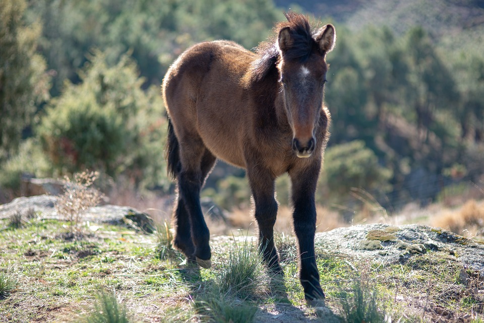 Pferd Tier Weißes - Kostenloses Foto auf Pixabay