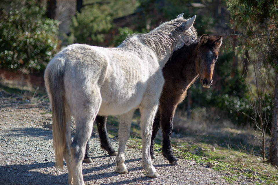 Pferd Tier Weißes - Kostenloses Foto auf Pixabay