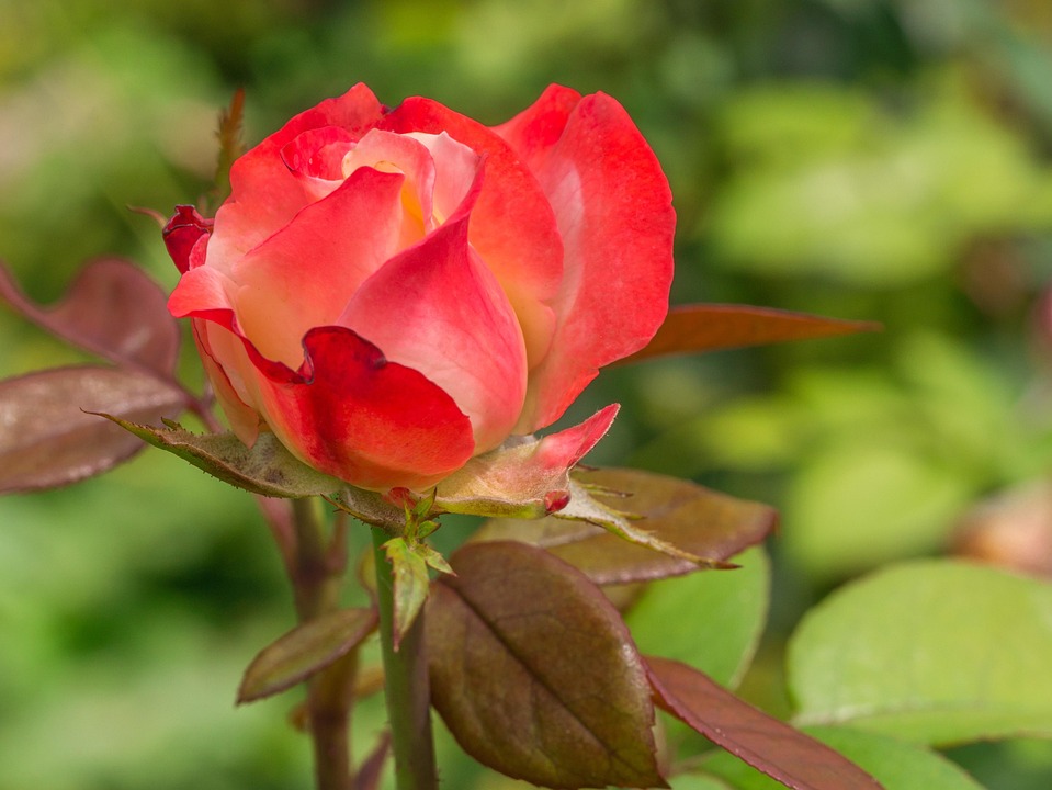 Bunga Mawar Kebun - Foto gratis di Pixabay - Pixabay