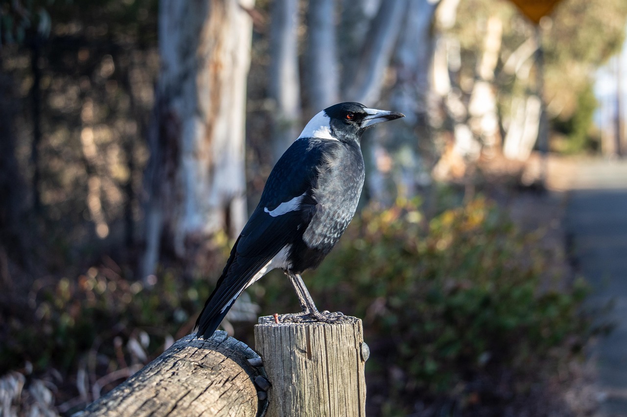 Magpie Bird Wild - Free photo on Pixabay - Pixabay