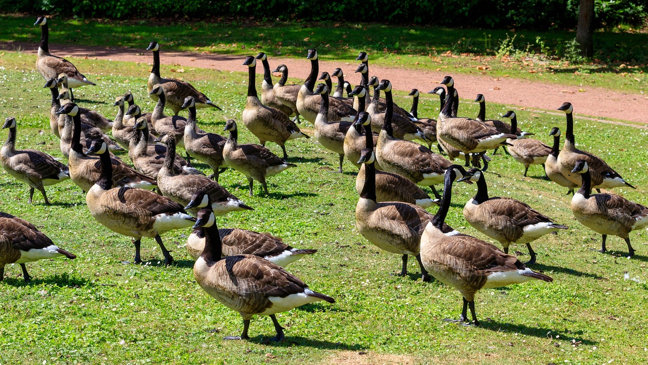 10,000+ Free Canada Geese & Canada Images - Pixabay
