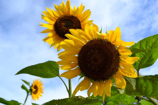 Sunflowers Cebu Sirao Flower Farm - Free photo on Pixabay - Pixabay