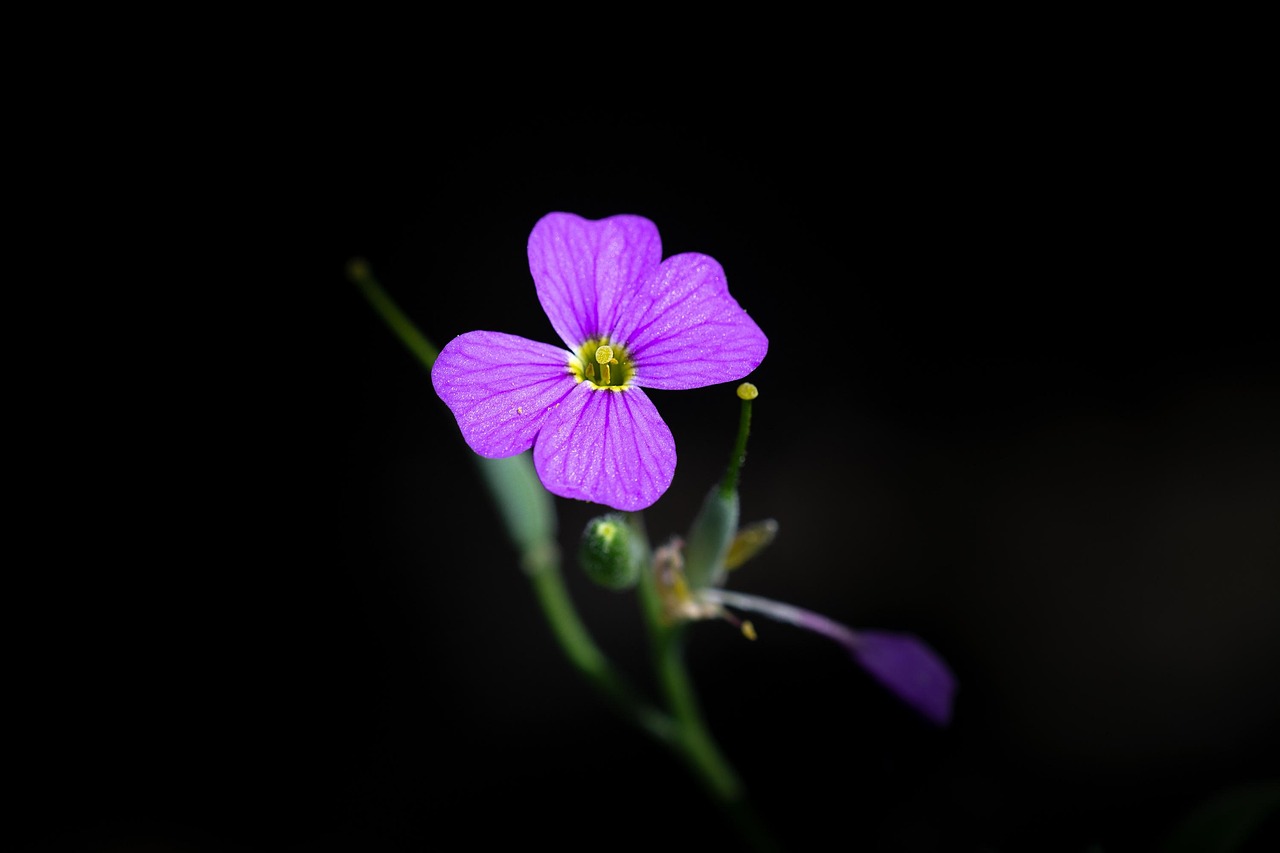 70,000+ Free Small Flower Background & Beautiful Flowers Images - Pixabay
