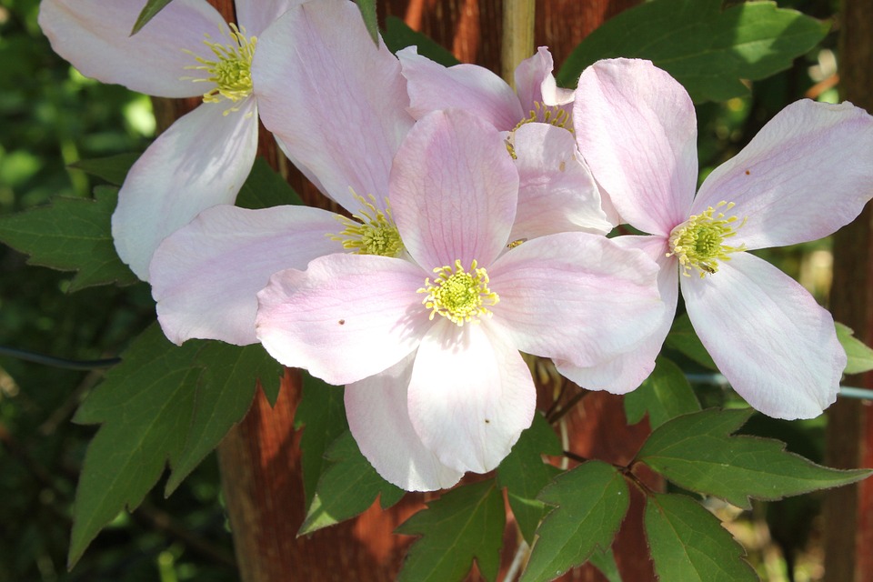 Clematis Flower Climber - Free photo on Pixabay