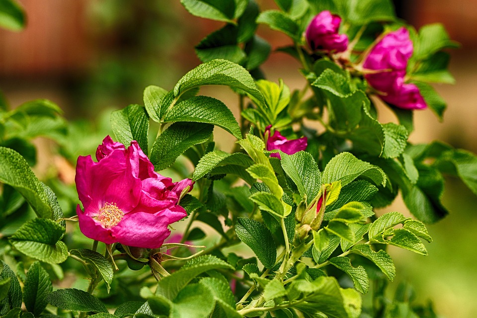 Rosa Mosqueta Naturaleza Flor El - Foto gratis en Pixabay