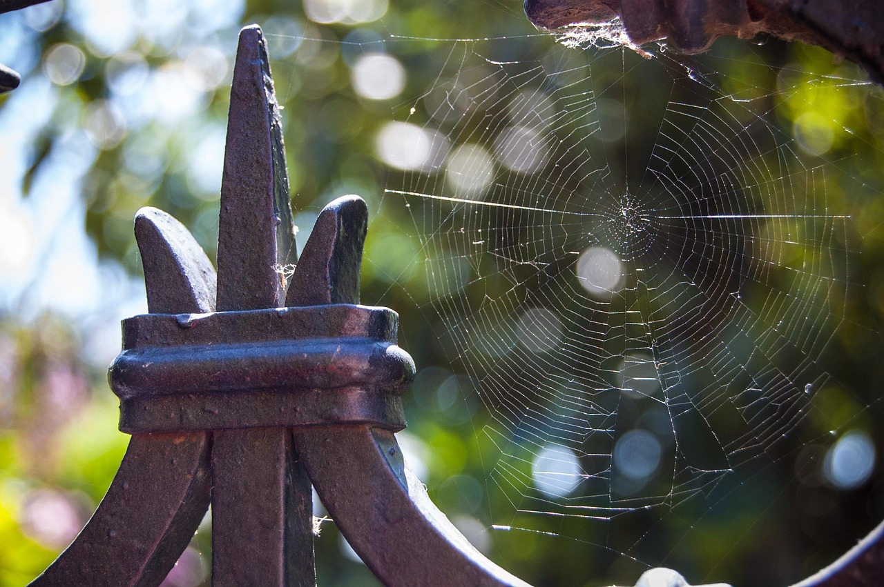 Reflection Spiderweb Spider - Free photo on Pixabay - Pixabay