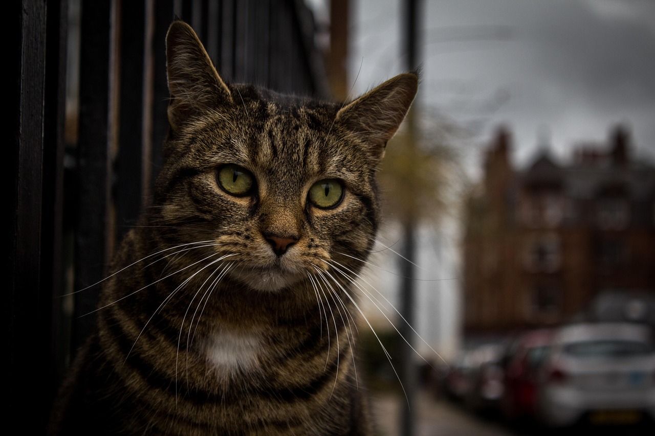 Gato De Rua Felino Animal - Foto gratuita no Pixabay - Pixabay
