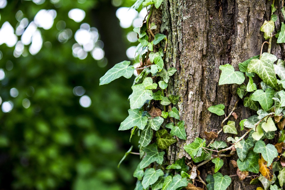 Tree Ivy Nature - Free photo on Pixabay - Pixabay