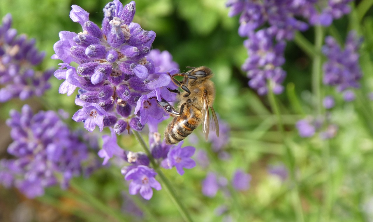 Lebah Serangga Lavender - Foto gratis di Pixabay