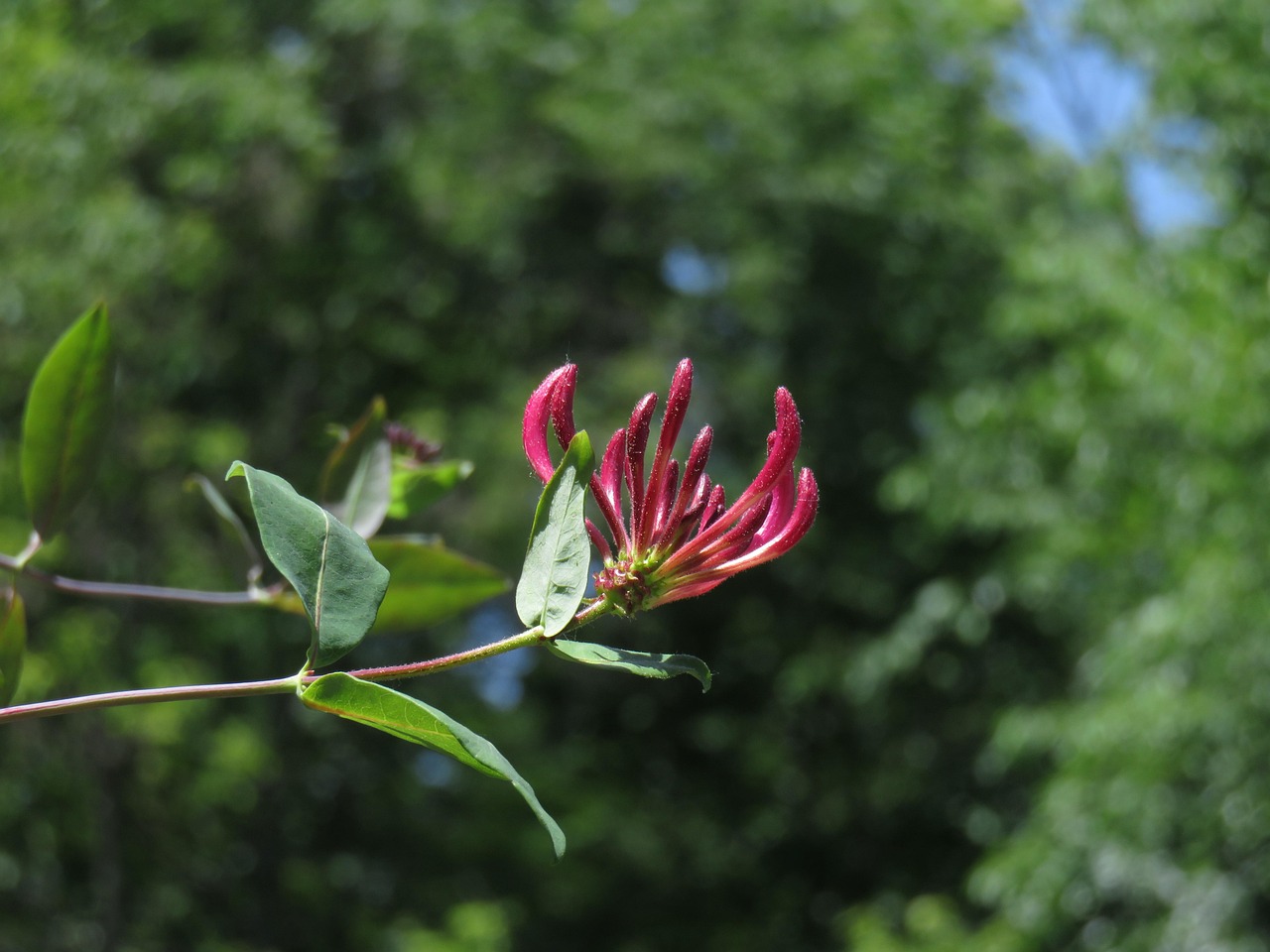 Honeysuckle Flower Pink - Free photo on Pixabay - Pixabay
