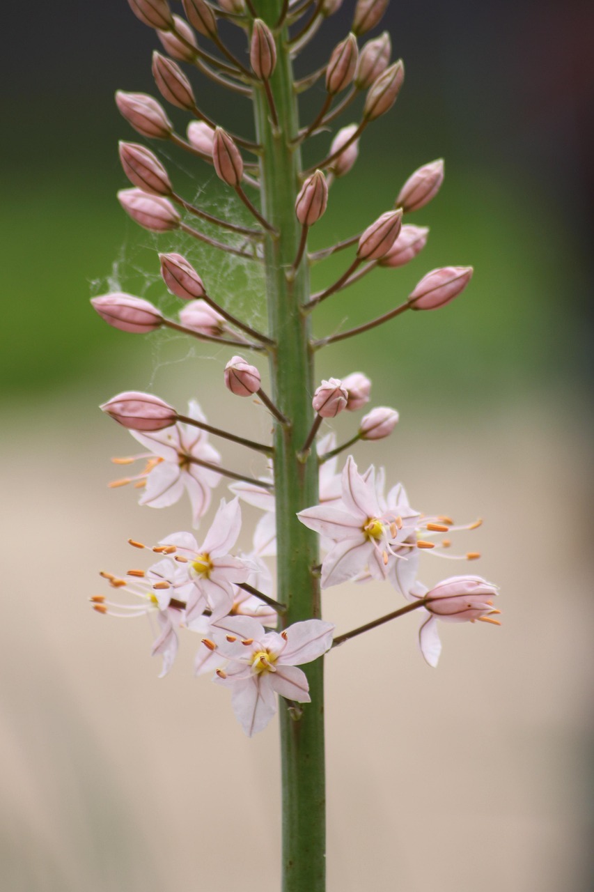 Tallo De La Flor Blanco Rosado - Foto gratis en Pixabay - Pixabay