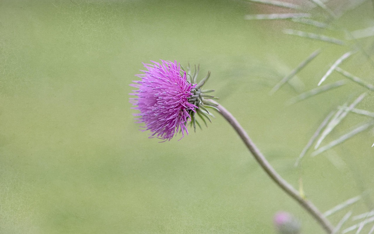 Fleur Plante Pointue - Photo gratuite sur Pixabay - Pixabay