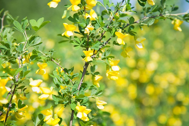 Bunga-Bunga Kuning Alam Latar - Foto gratis di Pixabay - Pixabay