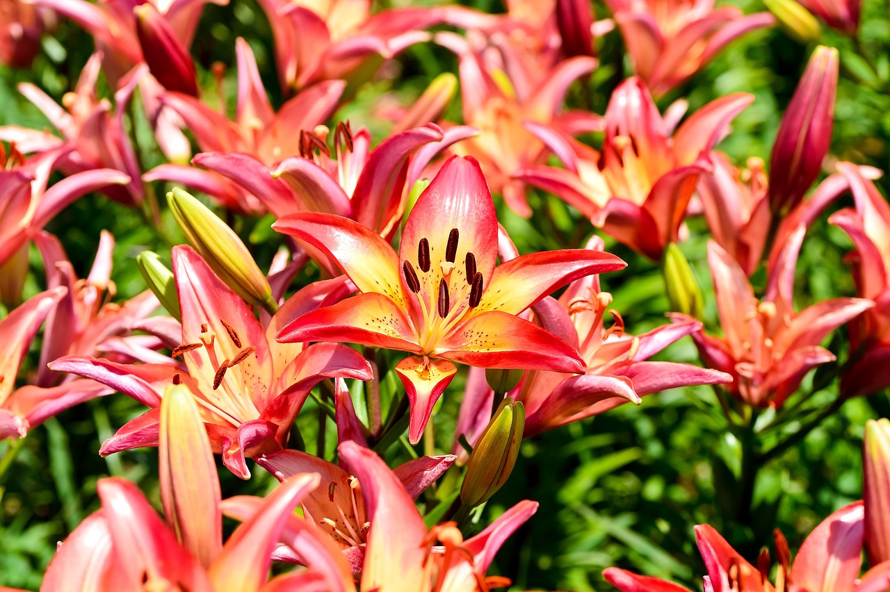 Natural Landscape Plant - Free photo on Pixabay - Pixabay