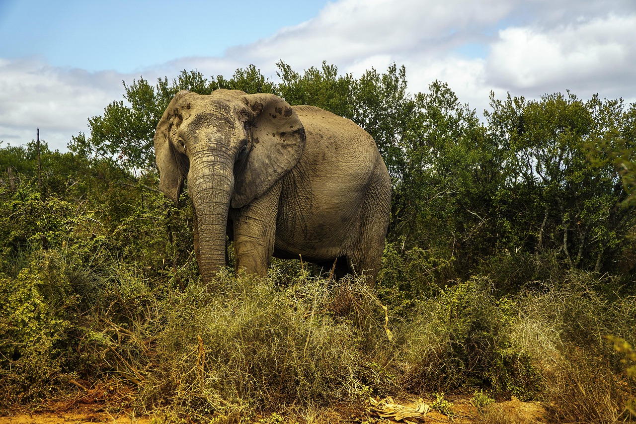 Elephant Wildlife Africa - Free photo on Pixabay - Pixabay