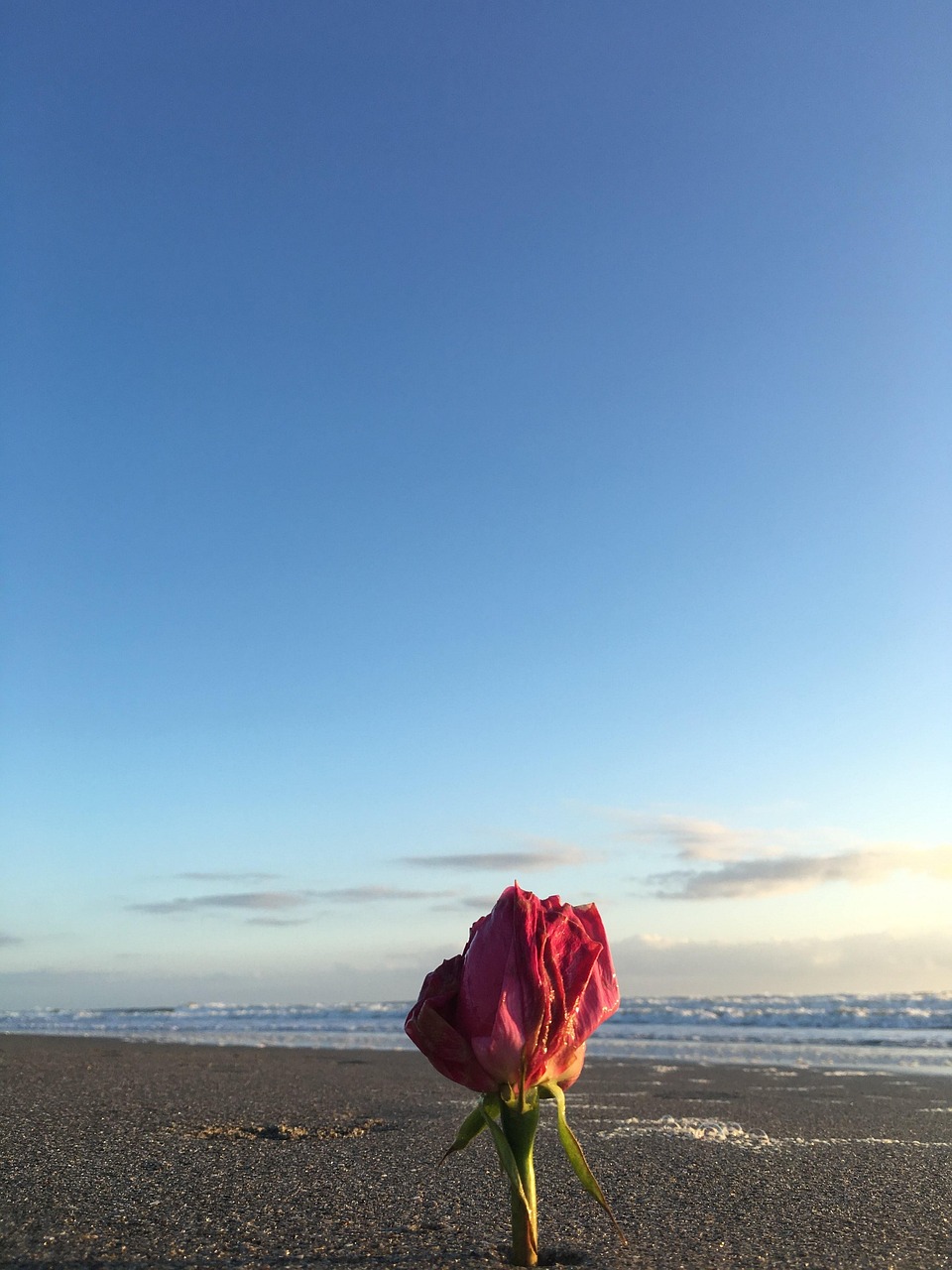 Amanecer Flor Playa - Foto gratis en Pixabay - Pixabay