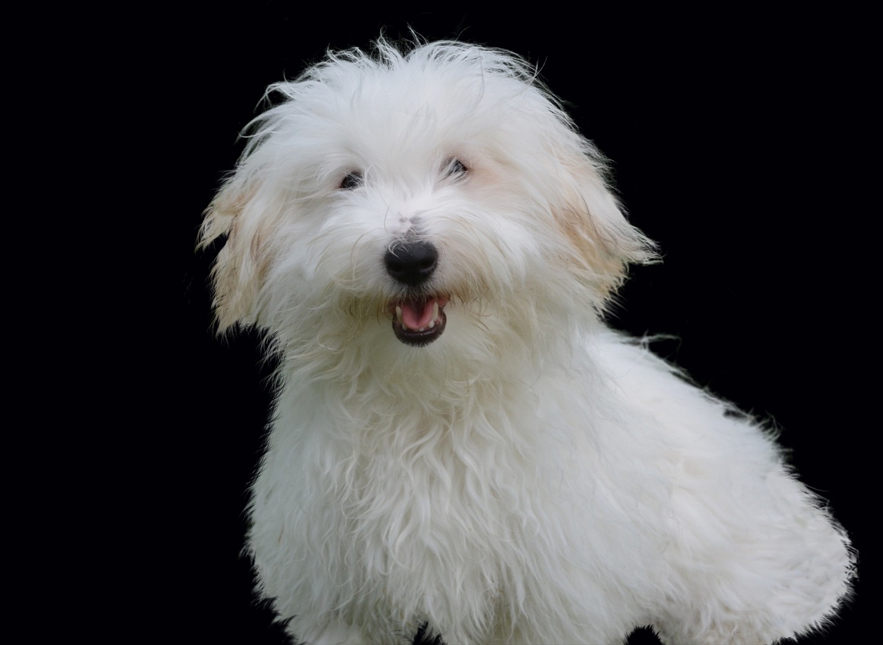 Cachorro Isolado Animal Doméstico - Foto gratuita no Pixabay - Pixabay