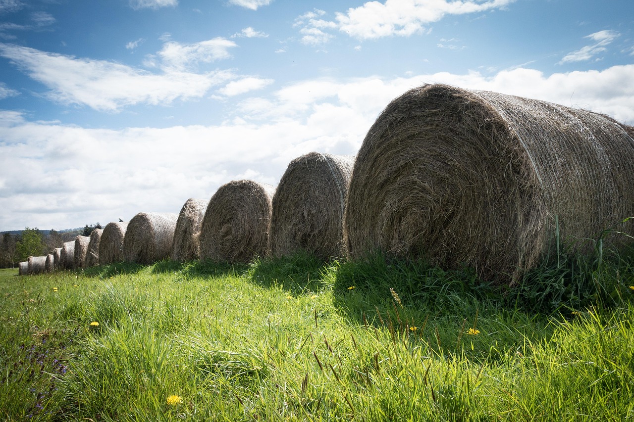 Heu Feder Bauernhof - Kostenloses Foto auf Pixabay - Pixabay