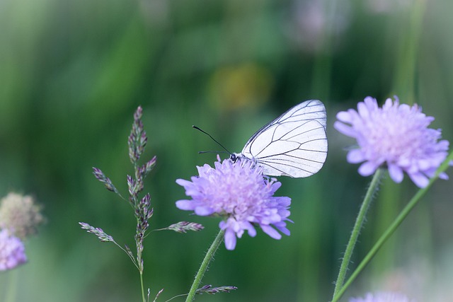 Mariposa Blanco Blanca - Foto gratis en Pixabay - Pixabay